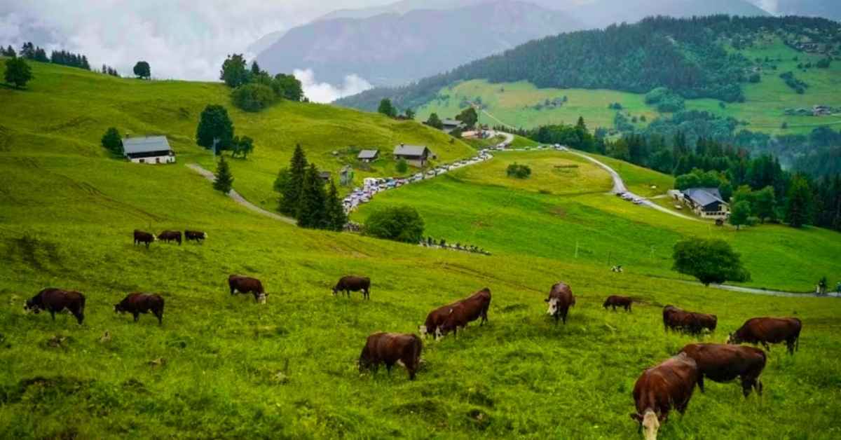 🐄 Stage 19 Chaos: Cow Outbreak Forces Dramatic Tour de France Route Change