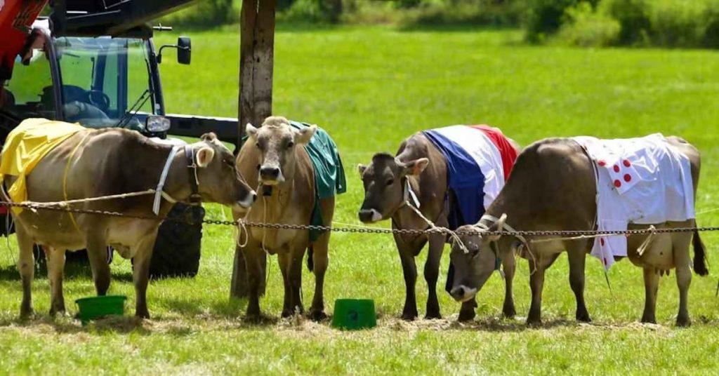 🐄 Stage 19 Chaos: Cow Outbreak Forces Dramatic Tour de France Route Change